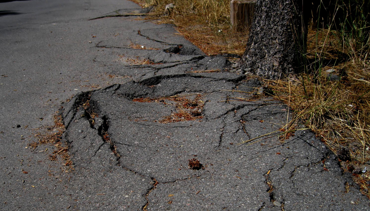 5 Things to Consider When Repairing Tree Root Damage